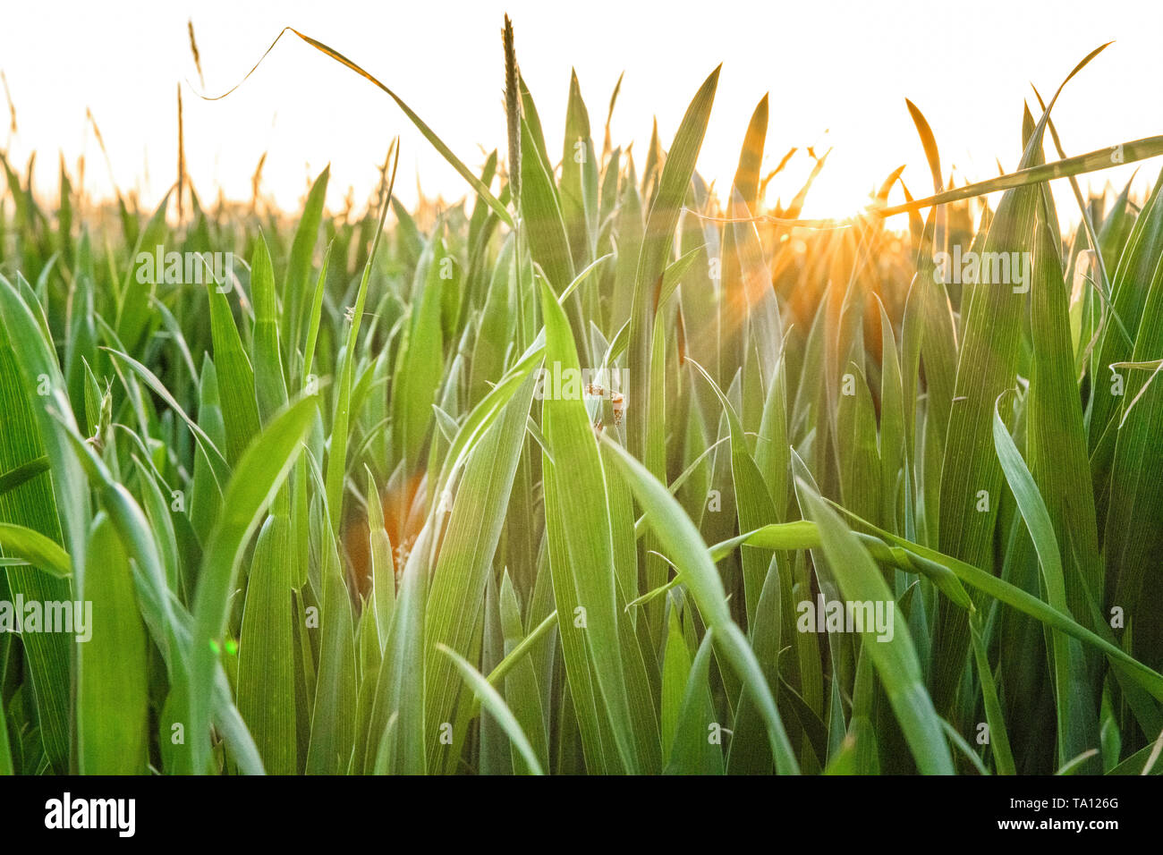 Sun rays shining through wheat ina UK agricultural field. UK ...