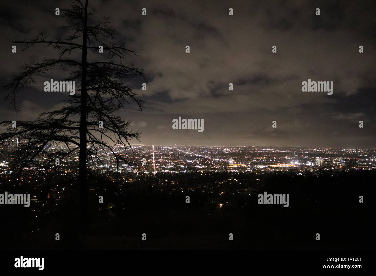 Los Angeles skyline - Night Time Panorama with view of tree branches ...