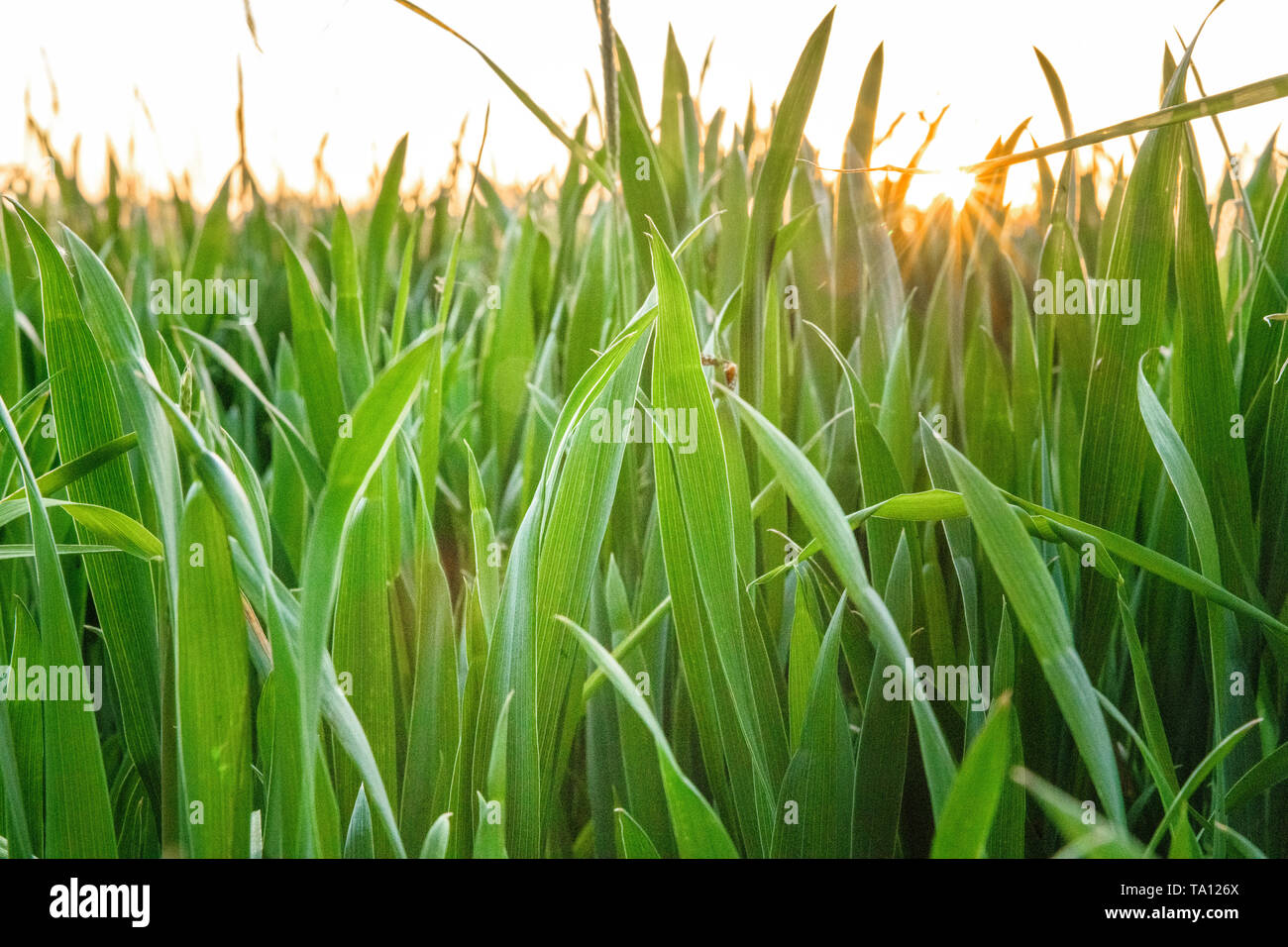 Sun rays shining through wheat ina UK agricultural field. UK ...
