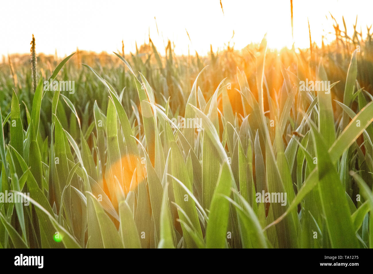 Sun rays shining through wheat ina UK agricultural field. UK ...