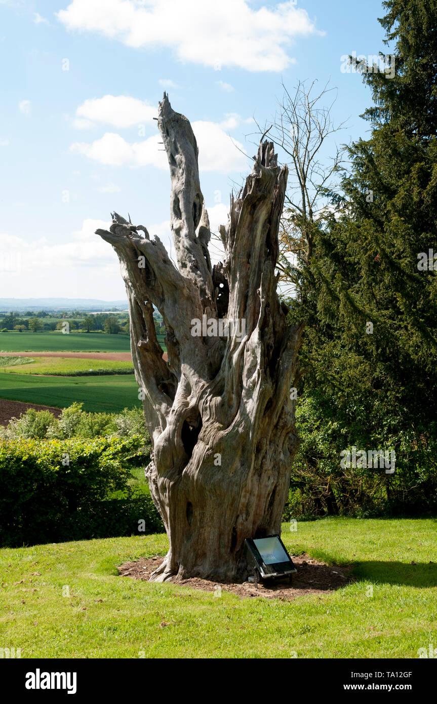A dead yew tree in St. James churchyard, Weethley, Warwickshire ...