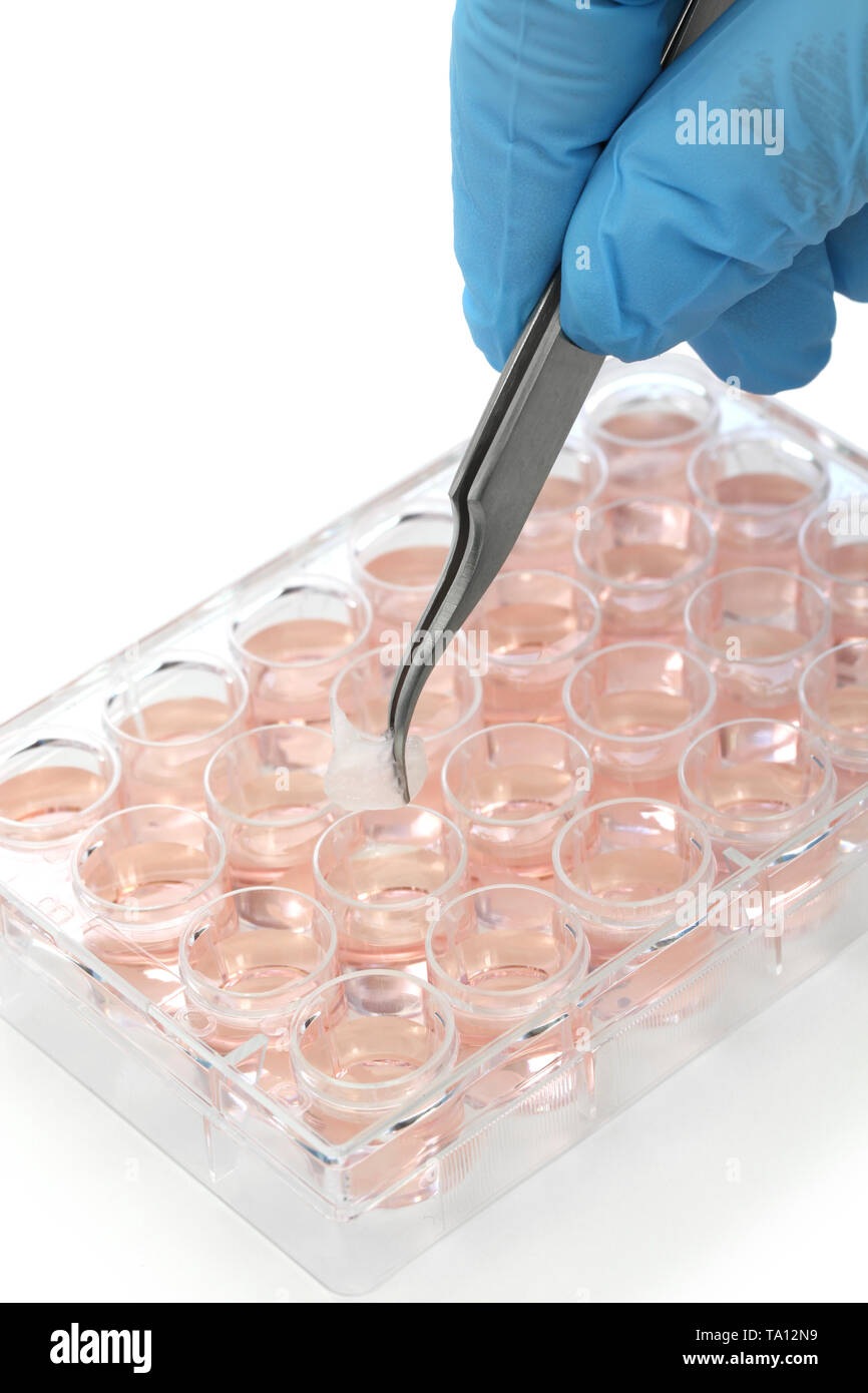 The cultured tissue pieces are lifted with tweezers Stock Photo - Alamy