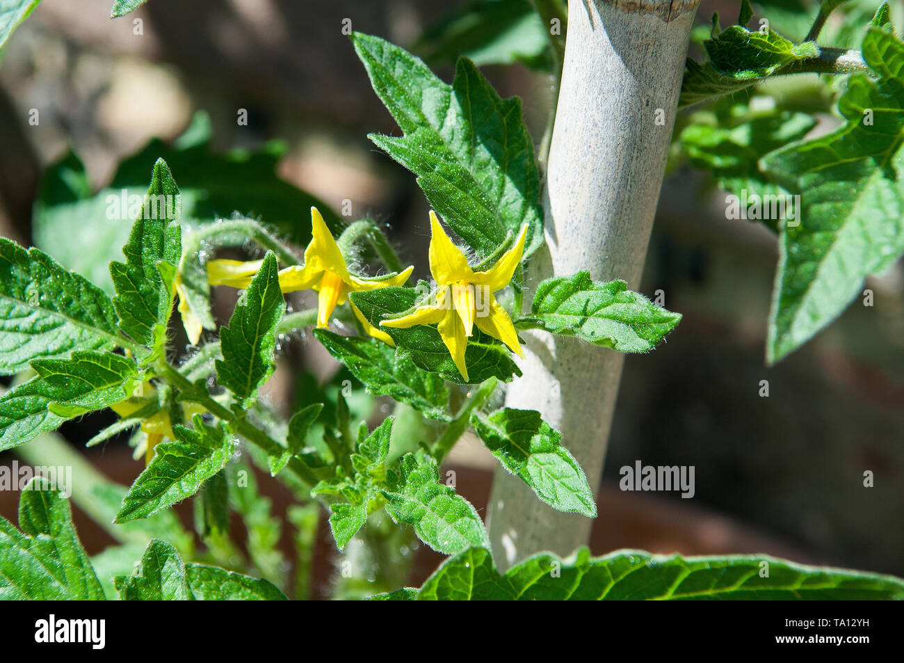 Flowering tomato plant garden hi-res stock photography and images - Alamy