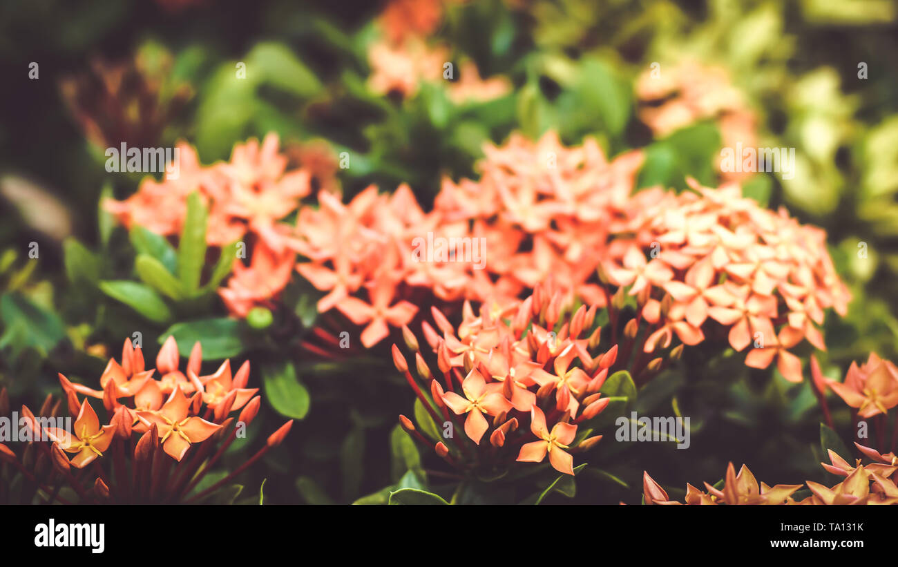 Beautiful Red spike flower. King Ixora blooming (Ixora chinensis ...