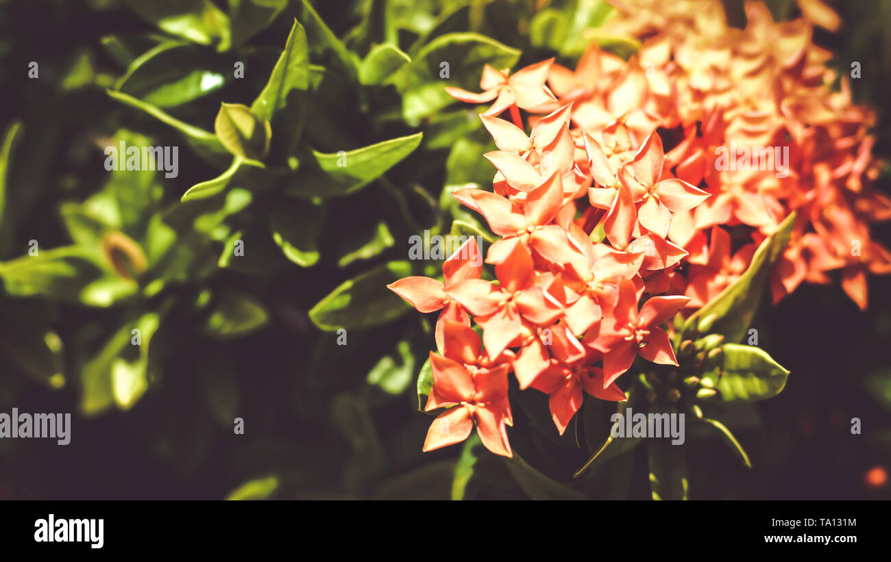 Beautiful Red spike flower. King Ixora blooming (Ixora chinensis ...