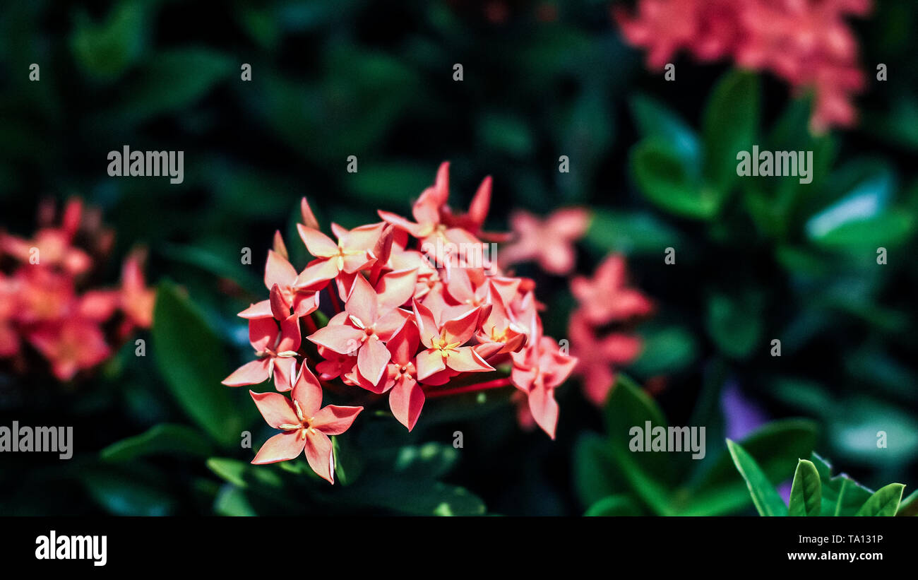 Beautiful Red spike flower. King Ixora blooming (Ixora chinensis ...