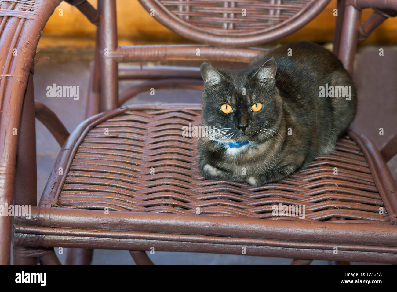 black cat sits in a wicker rocking chair Stock Photo - Alamy