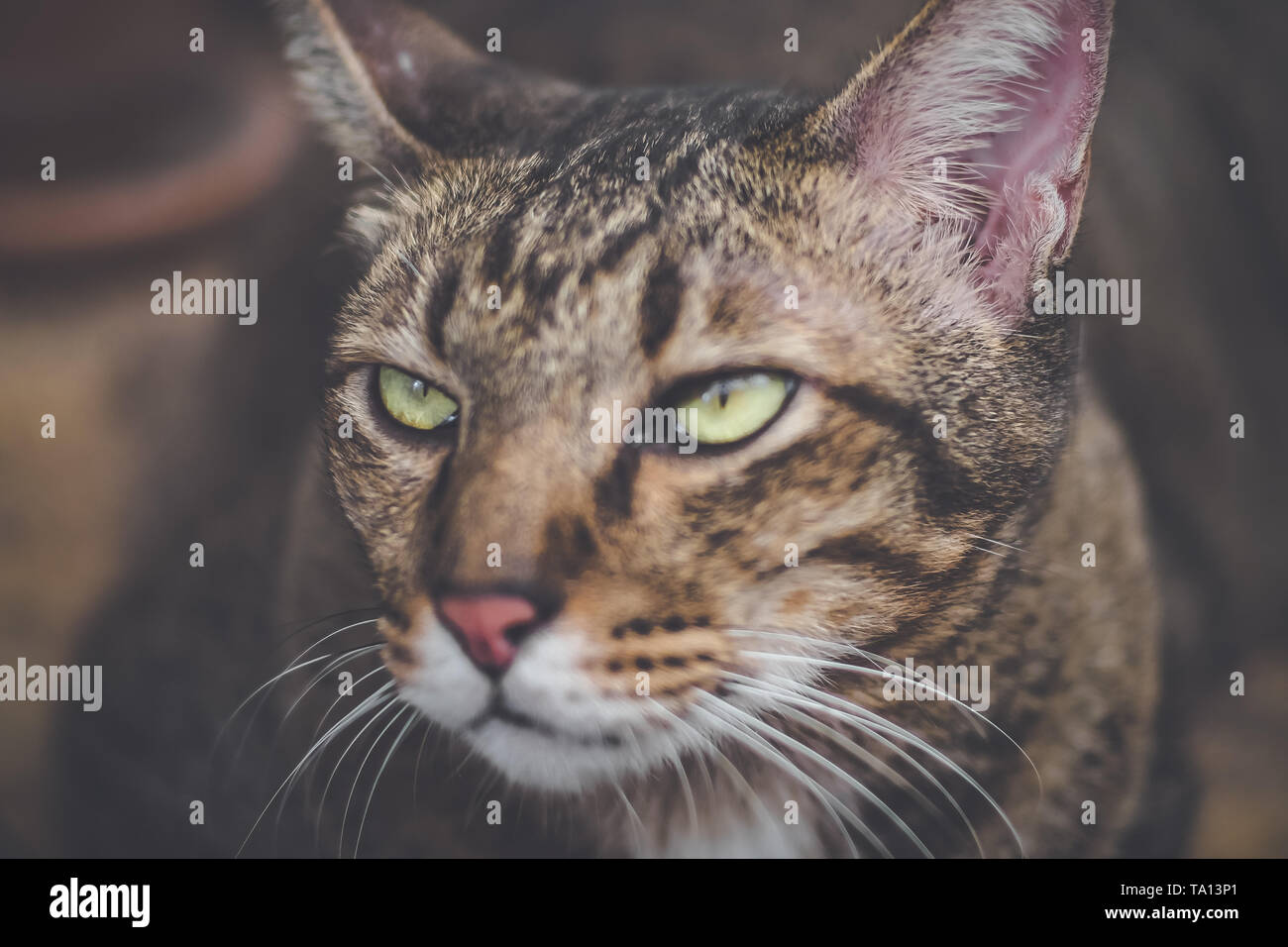 Annoyed cat angry brown tabby cat close up background Stock Photo - Alamy