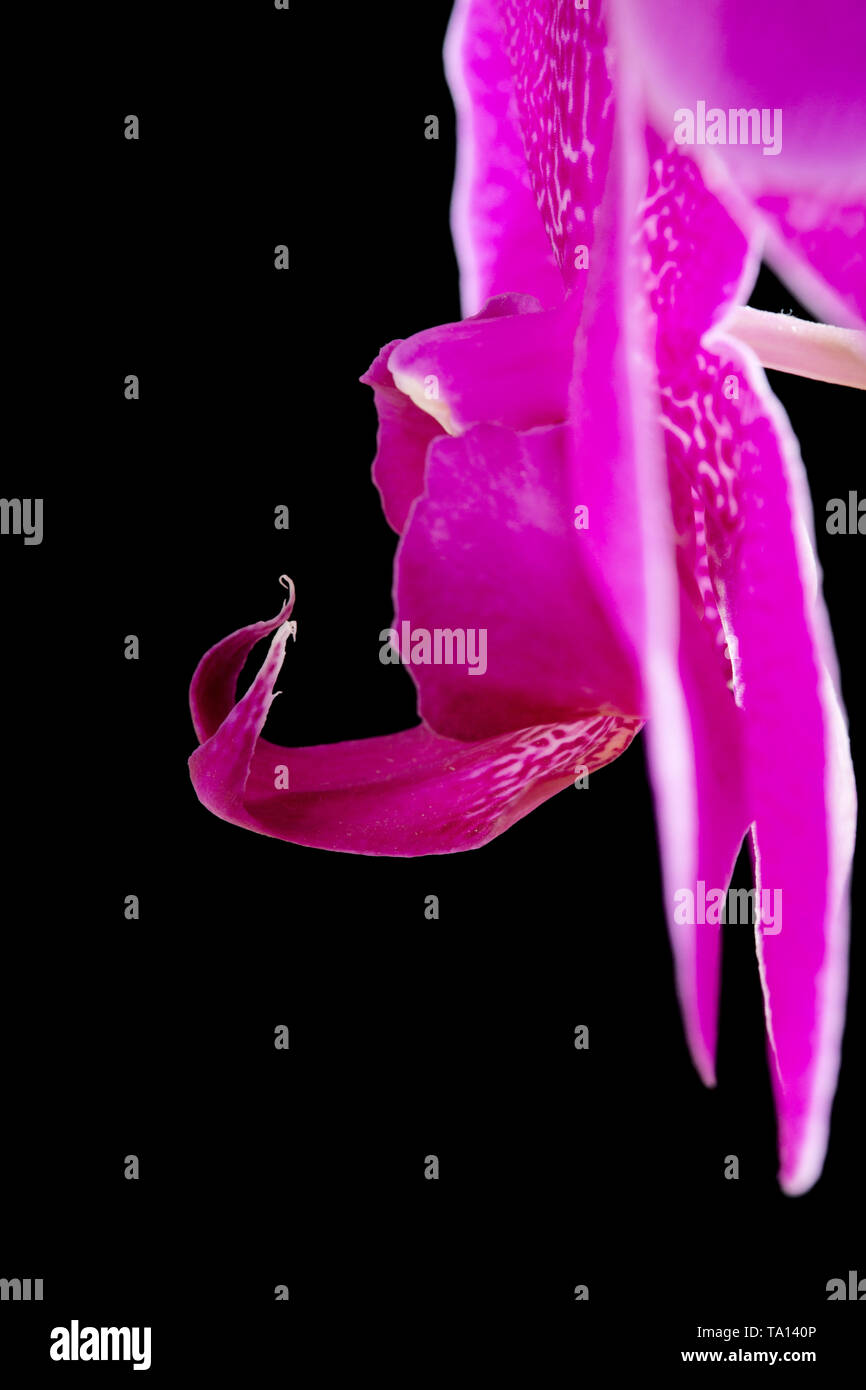 purple orchid closeup on black background. side view Stock Photo - Alamy