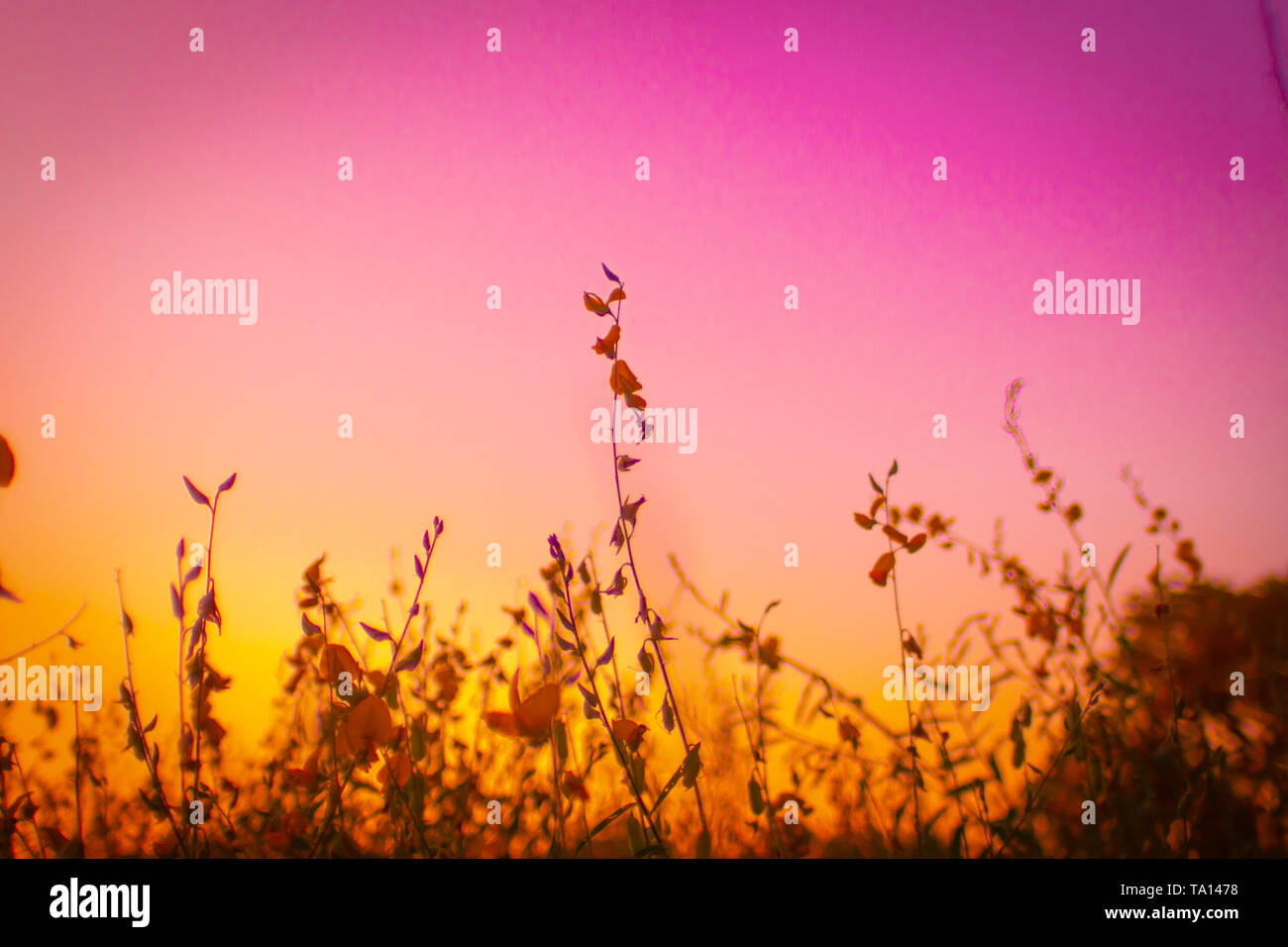 flower field again beautiful sunset sky turn shade of pink yellow ...