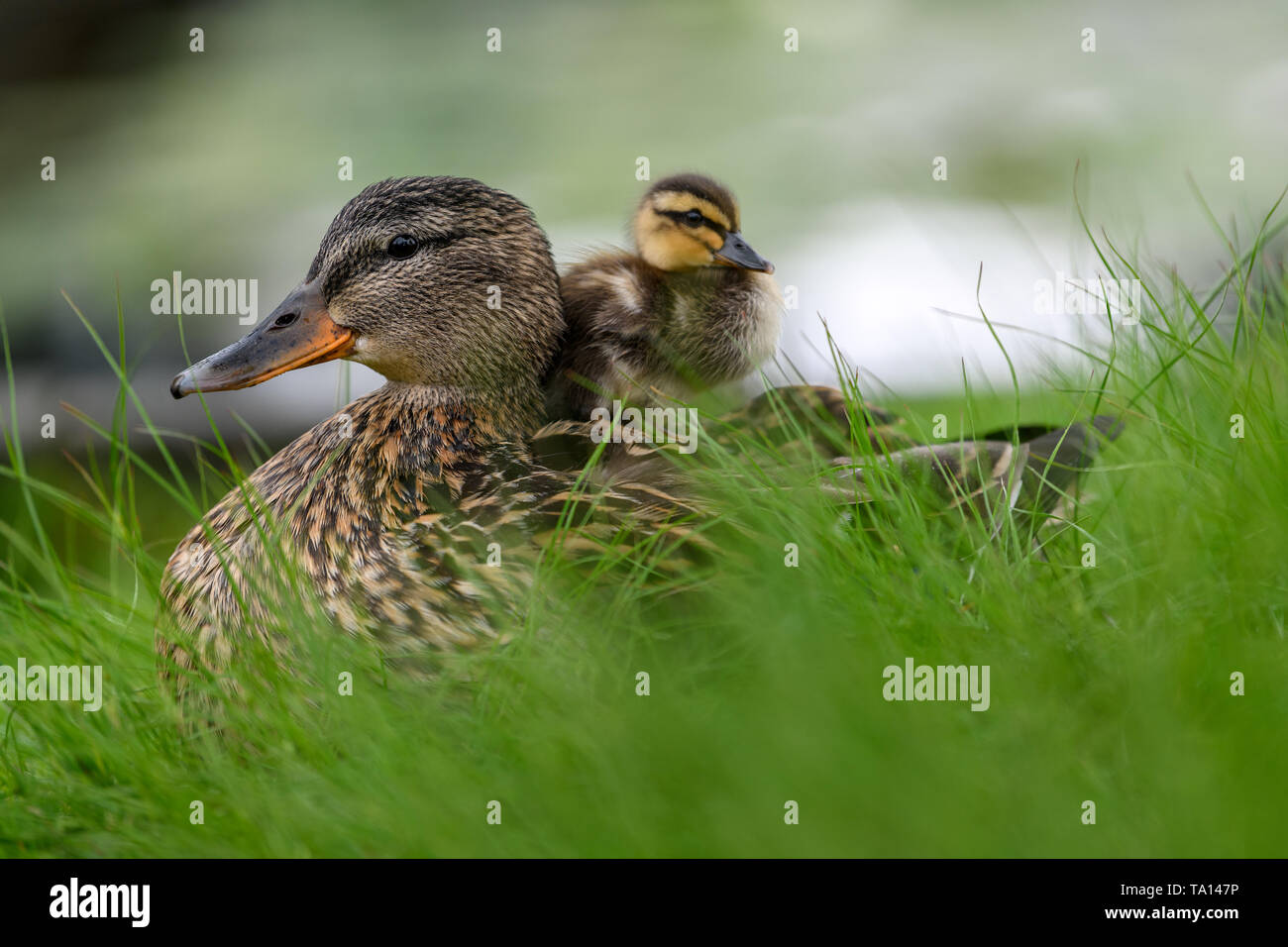 Duckling Back To Mommy