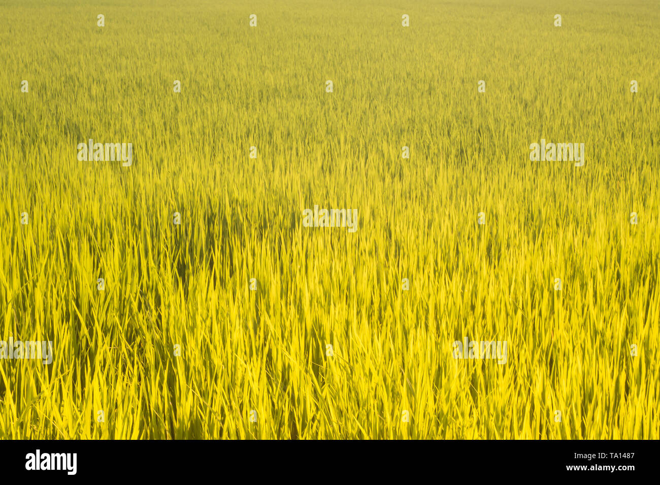 Rice field green yellow grass beautiful nature of living in Thailand ...