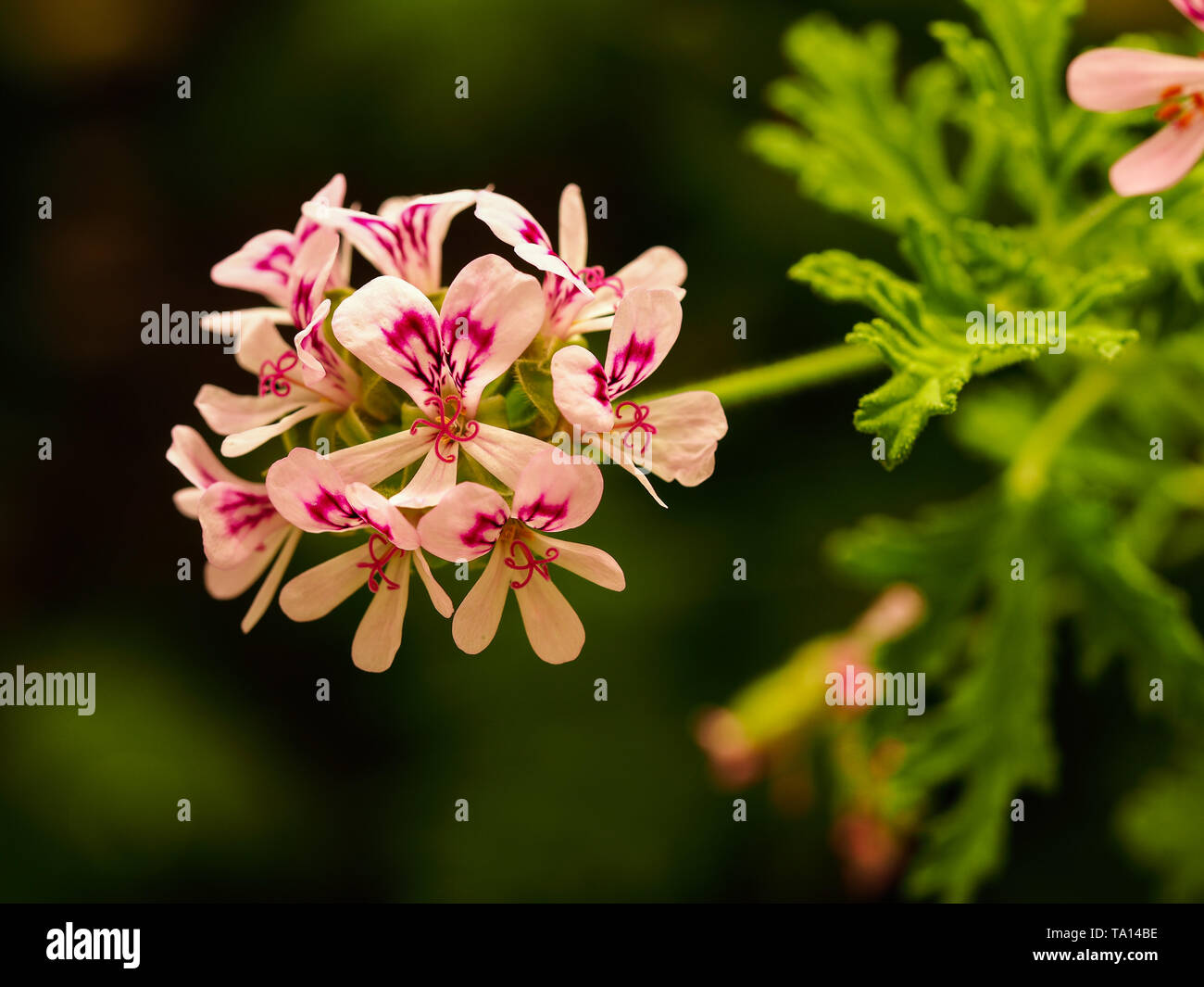 Pelargonium graveolens hi-res stock photography and images - Alamy