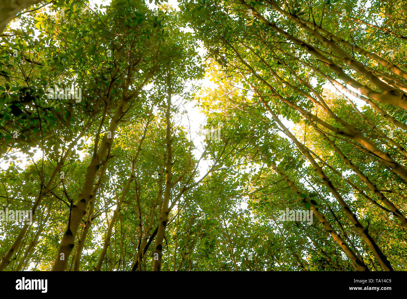 Spring Summer Sun Shining Through Canopy Of Tall Trees. Sunlight In ...