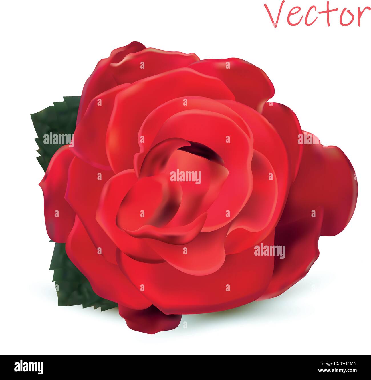3d realistic rose isolated on white background. Vector illustration ...