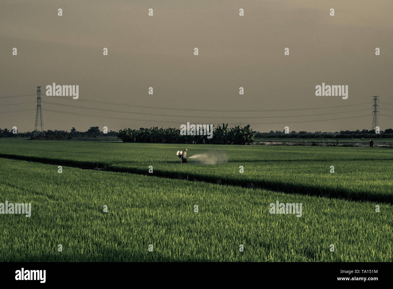 A farmer is spraying insecticides, in rice fields in evening ...
