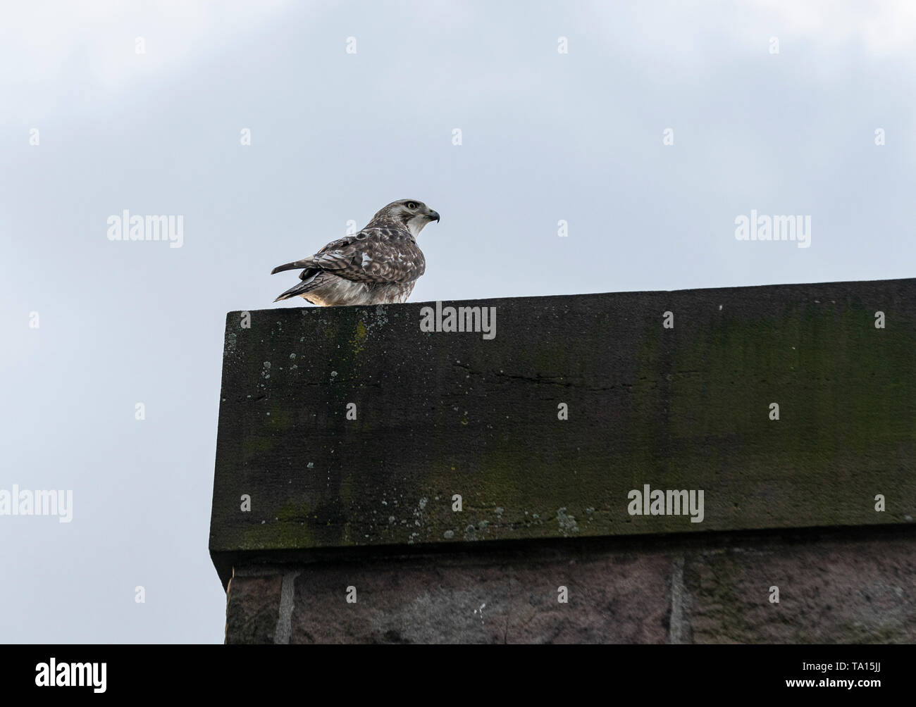 Juvenile Red Tailed Hawk Stock Photos & Juvenile Red Tailed Hawk Stock ...