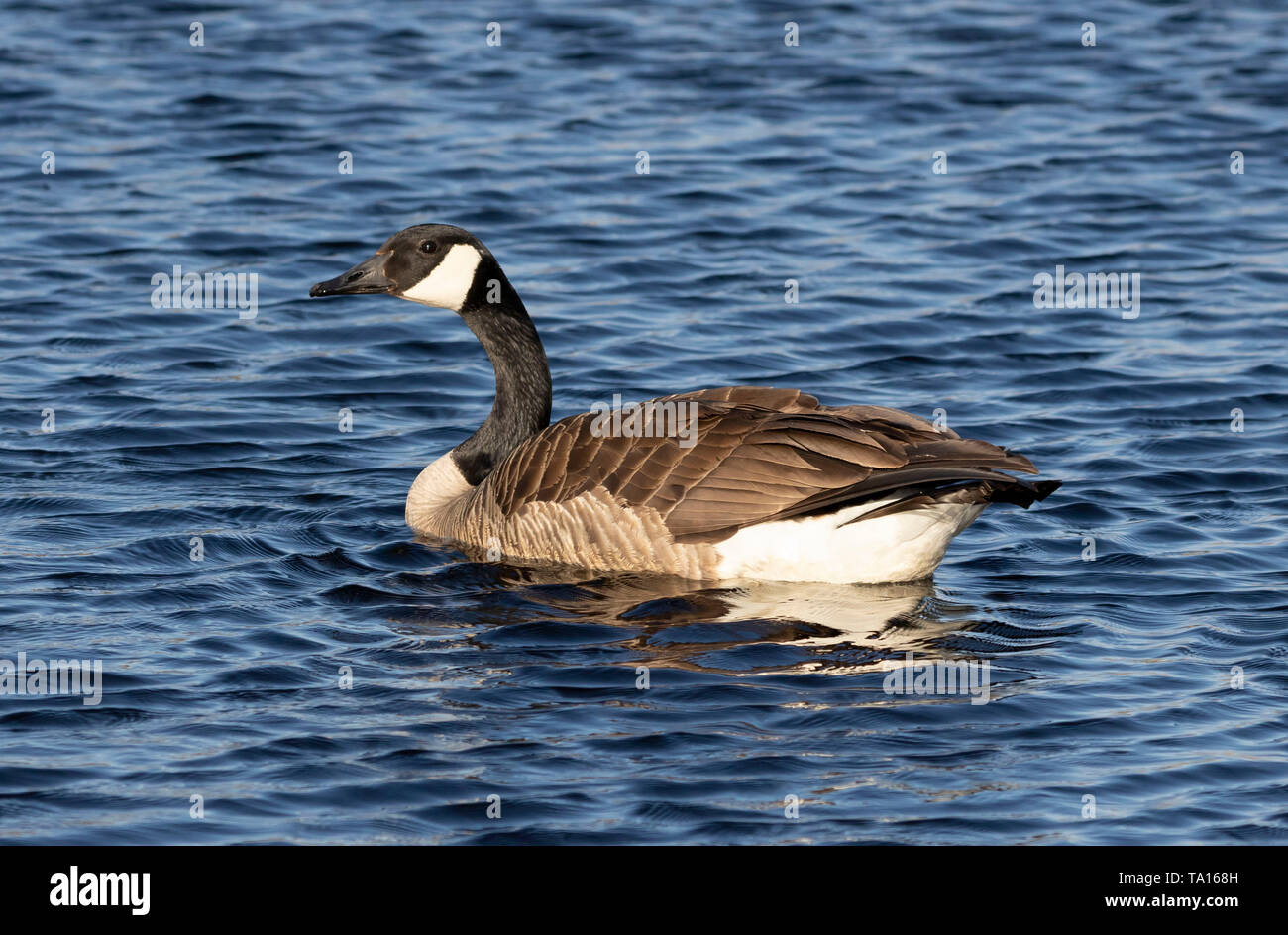 Canada goose swimming in lake michigan Stock Photo - Alamy