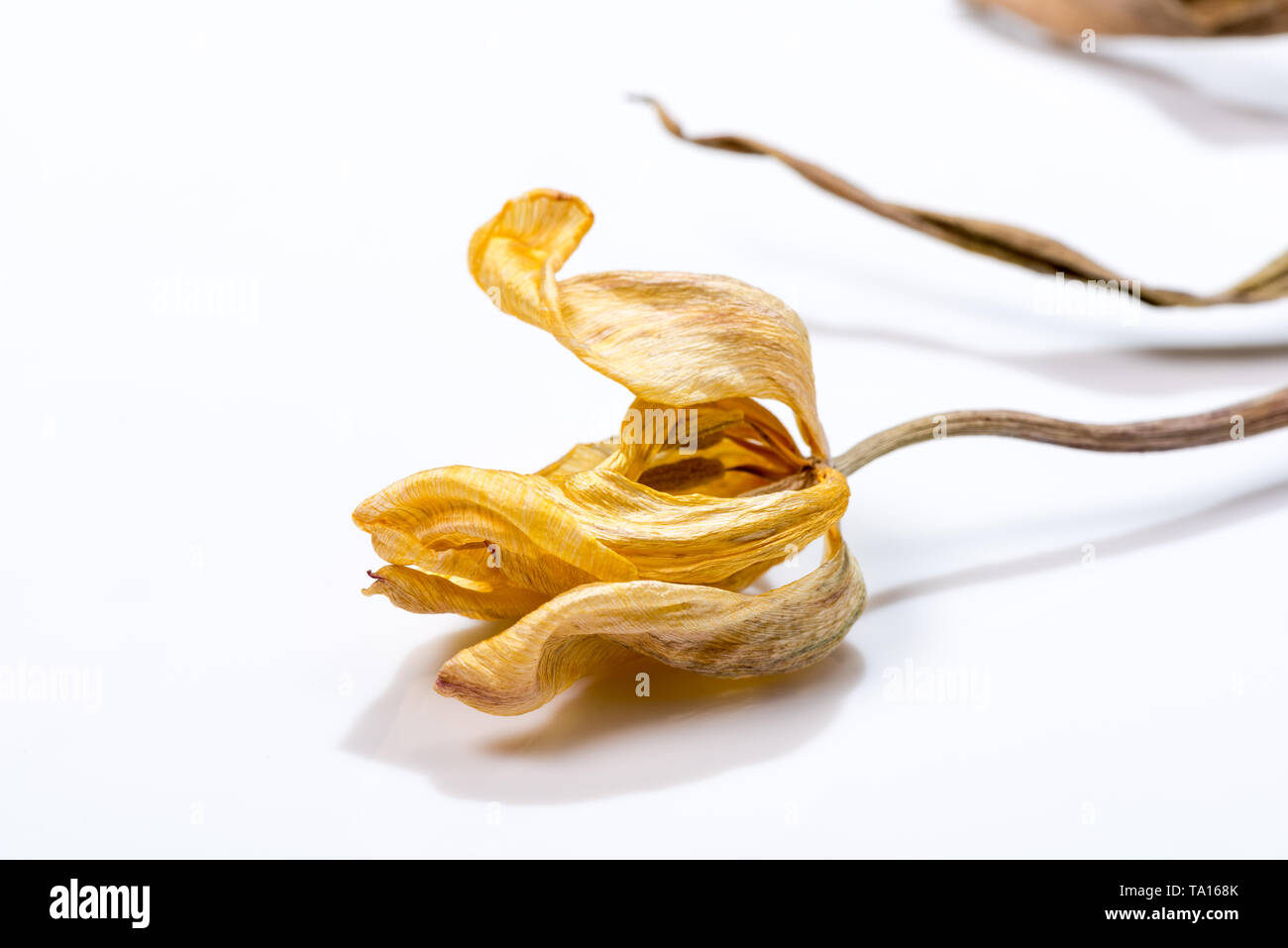 Dried tulip flower over white background. Withered flower Stock Photo ...