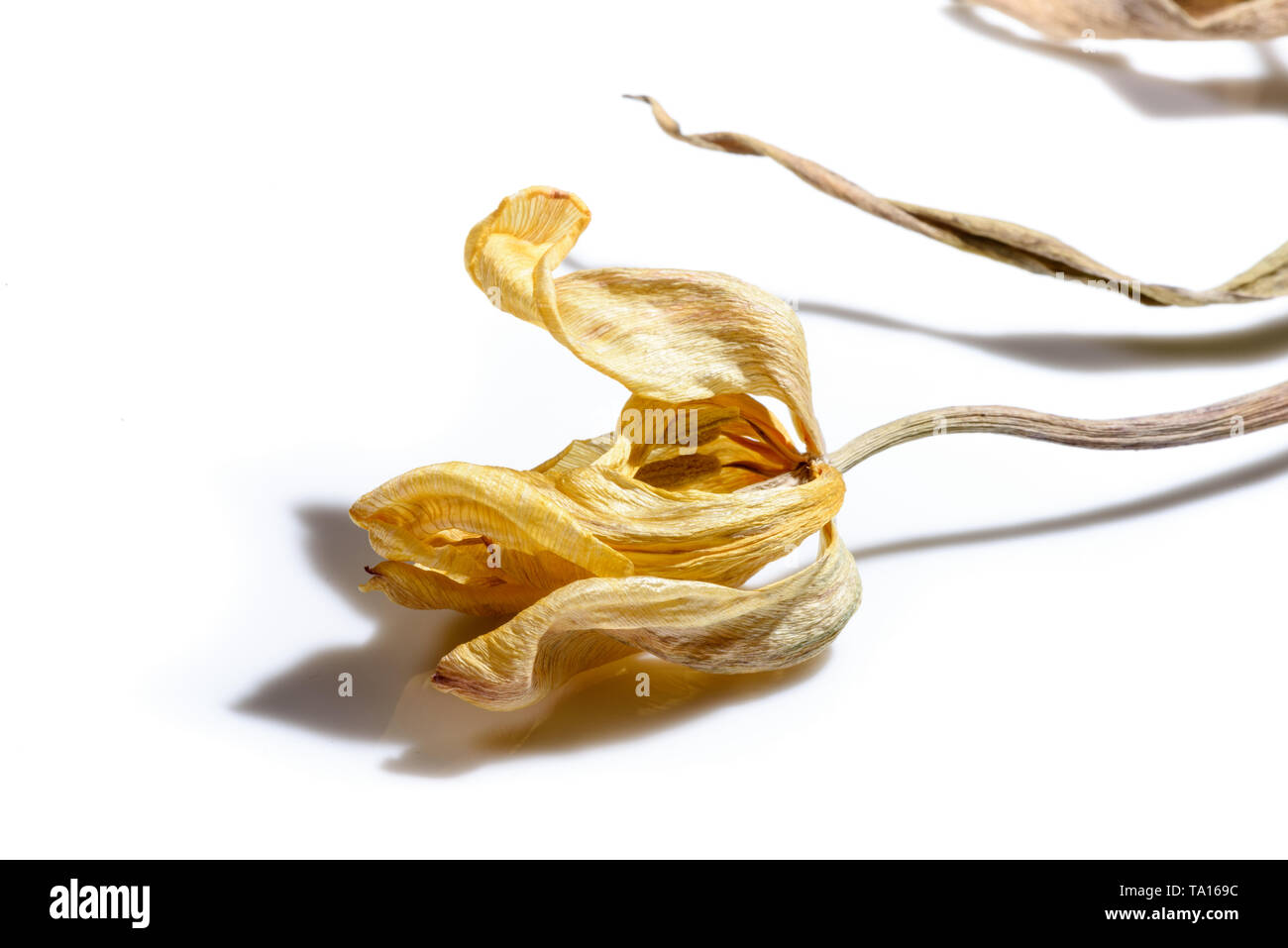 Dried tulip flower over white background. Withered flower Stock Photo ...