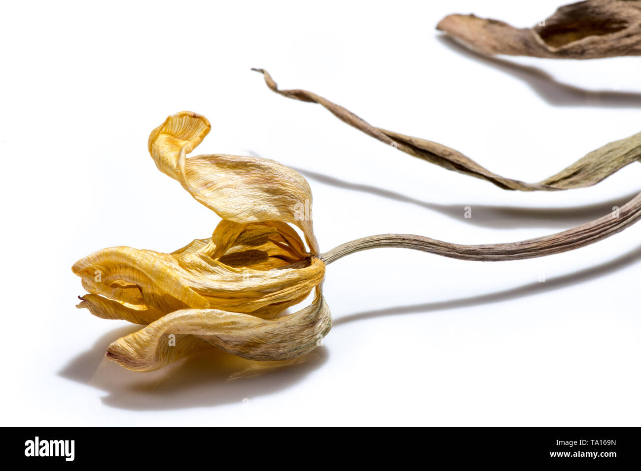 Dried tulip flower over white background. Withered flower Stock Photo ...
