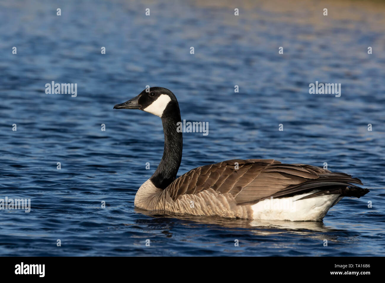 Canada goose swimming in lake michigan Stock Photo - Alamy