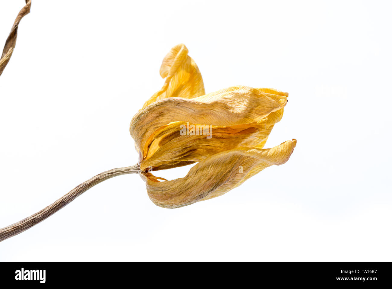 Dried tulip flower over white background. Withered flower Stock Photo ...
