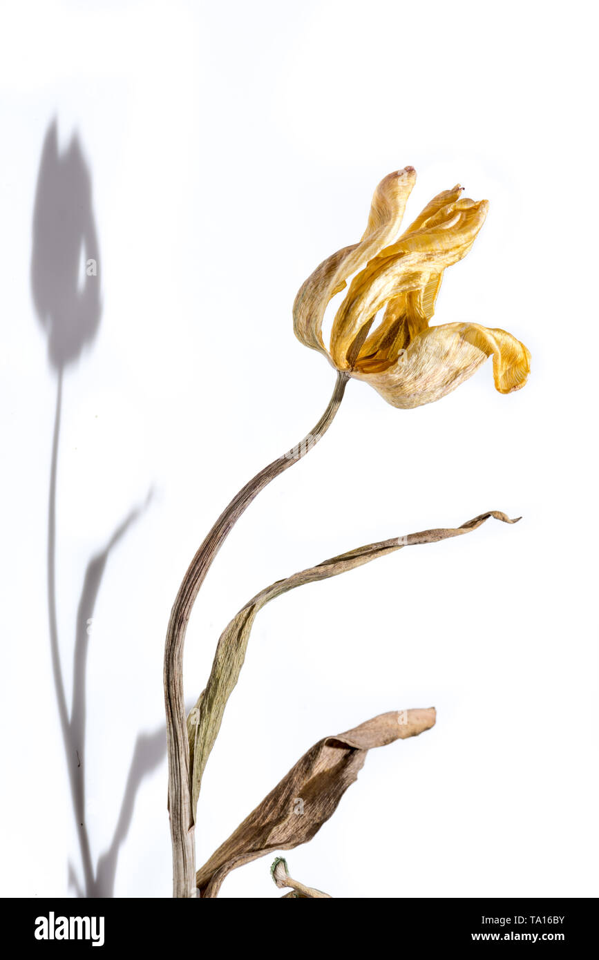 Dried tulip flower over white background. Withered flower Stock Photo ...