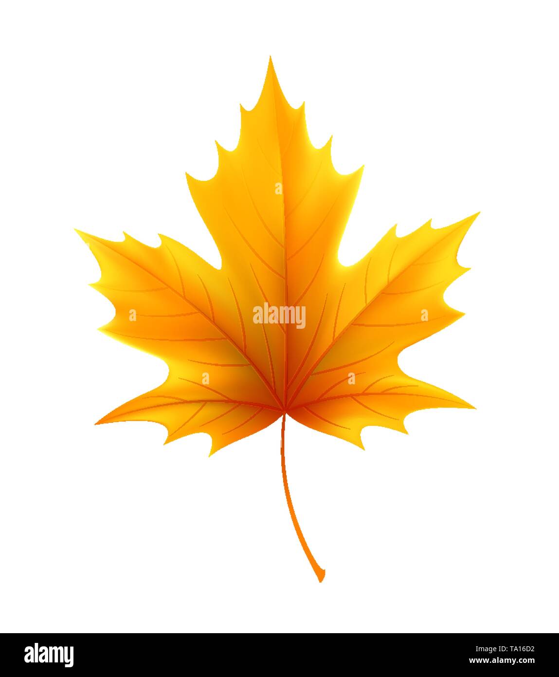 Maple tree illustration hi-res stock photography and images - Alamy