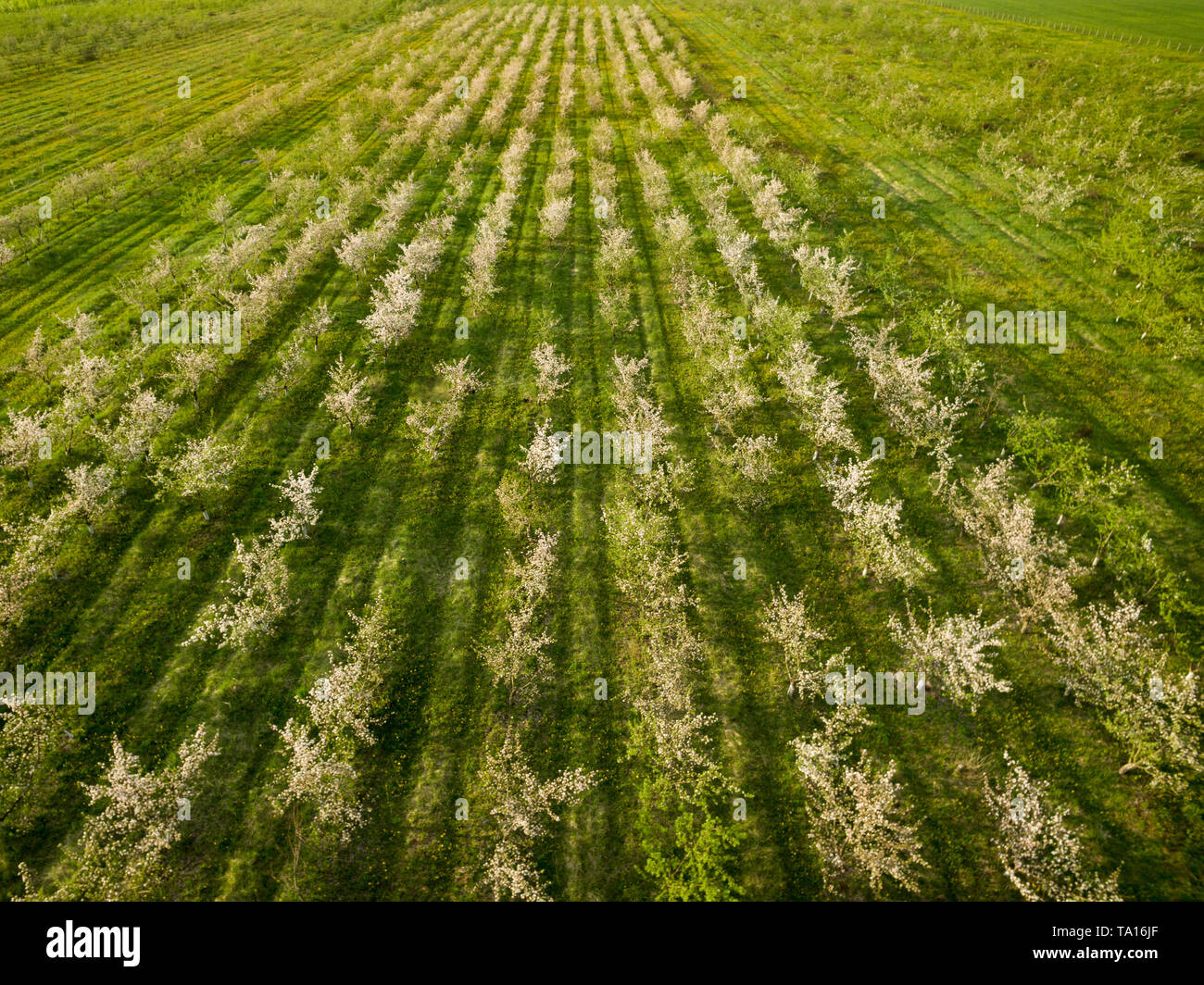 Nature landscape blooming apple orchard. Photo from a height in spring ...