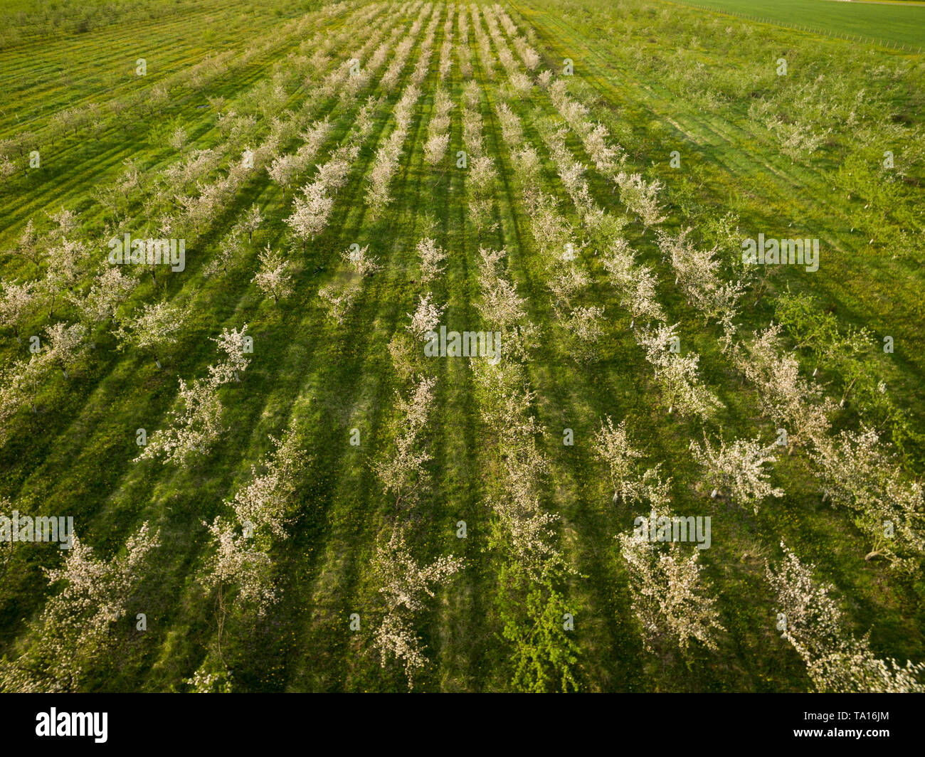 Nature landscape blooming apple orchard. Photo from a height in spring ...