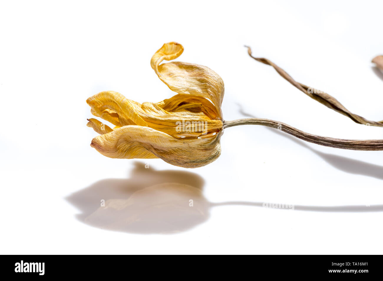 Dried tulip flower over white background. Withered flower Stock Photo ...