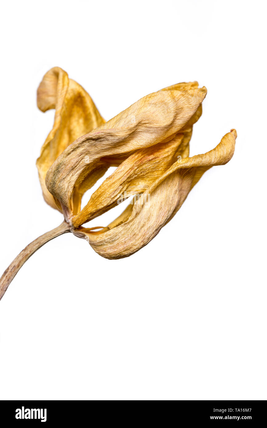 Dried tulip flower over white background. Withered flower Stock Photo ...