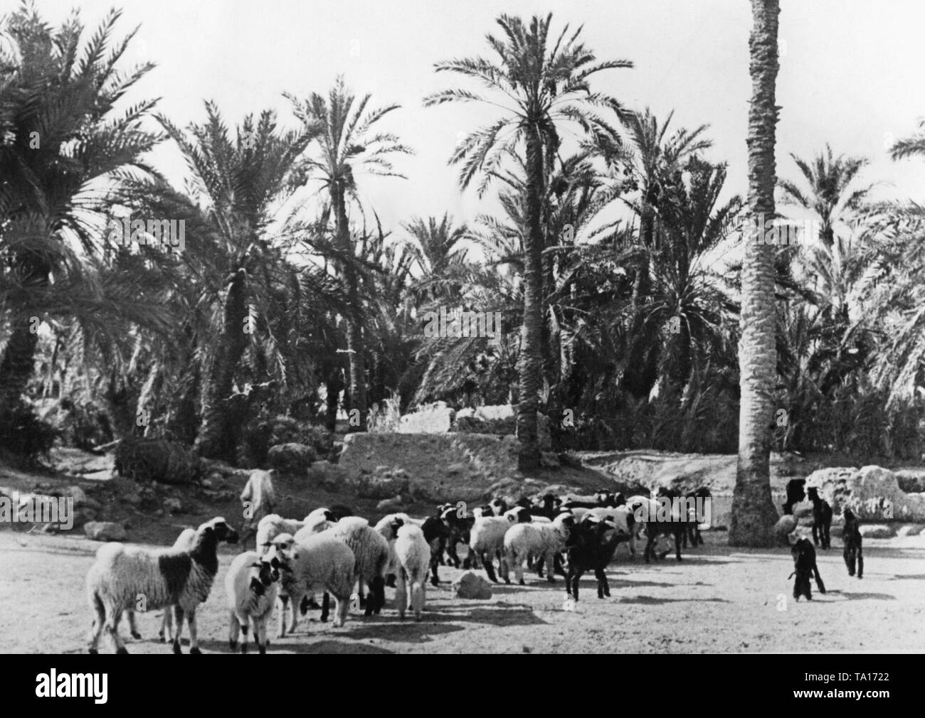 Palm tree egypt Black and White Stock Photos & Images - Alamy
