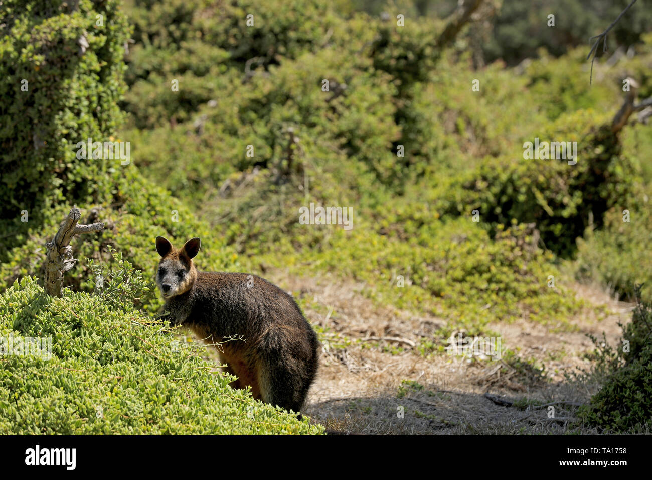 Kangaroo Wallaby in Australia, Victoria Stock Photo - Alamy