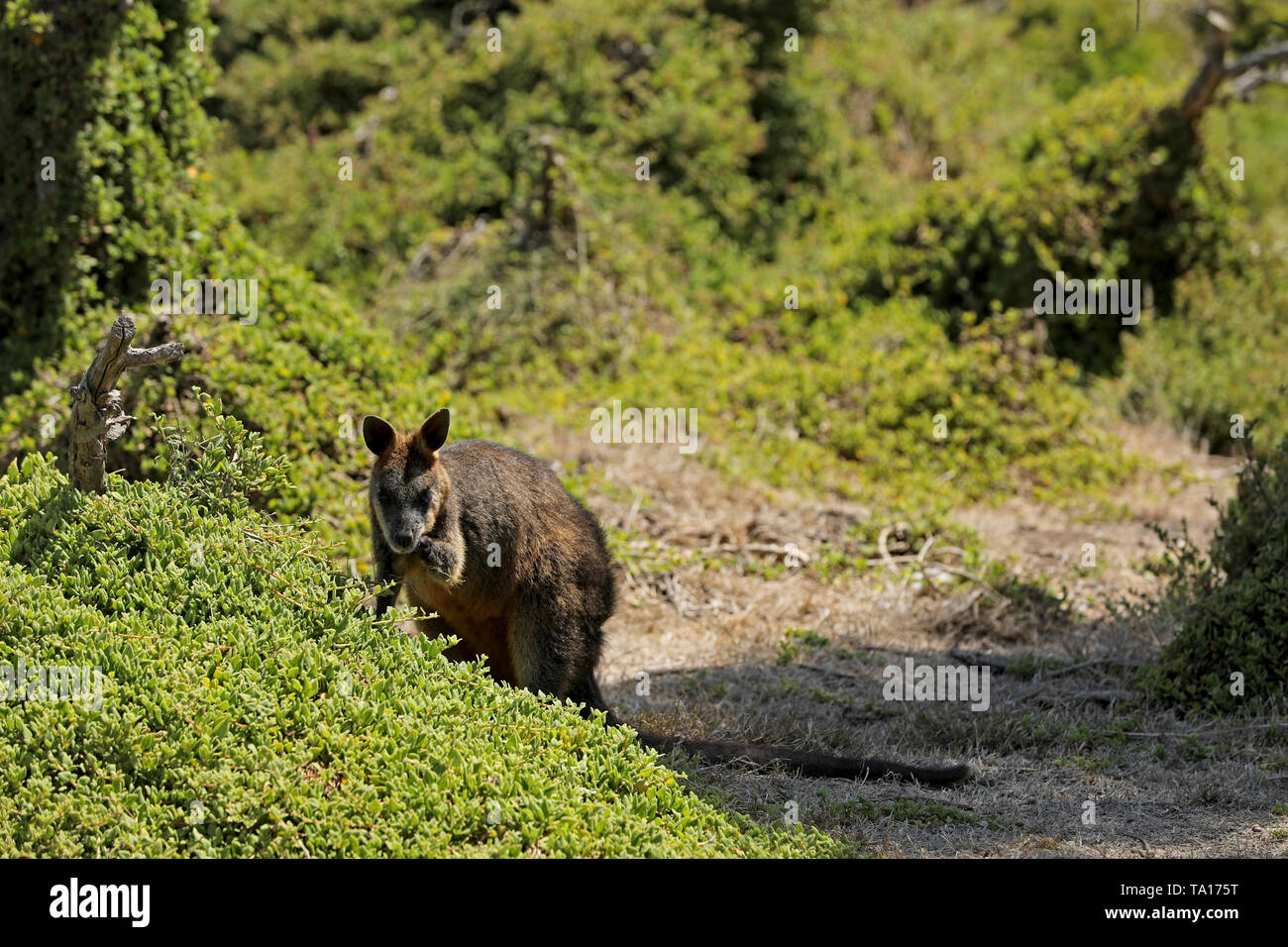 Kangaroo Wallaby in Australia, Victoria Stock Photo - Alamy