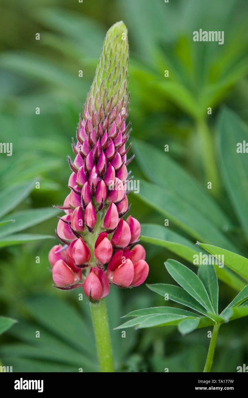 Lupinus 'Gallery Red' (Gallery Series) lupin Stock Photo - Alamy