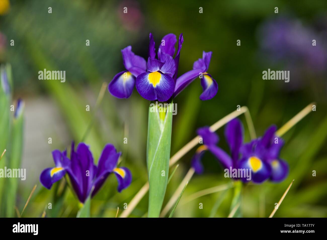 Iris Sapphire Beauty (Dutch Iris Stock Photo - Alamy