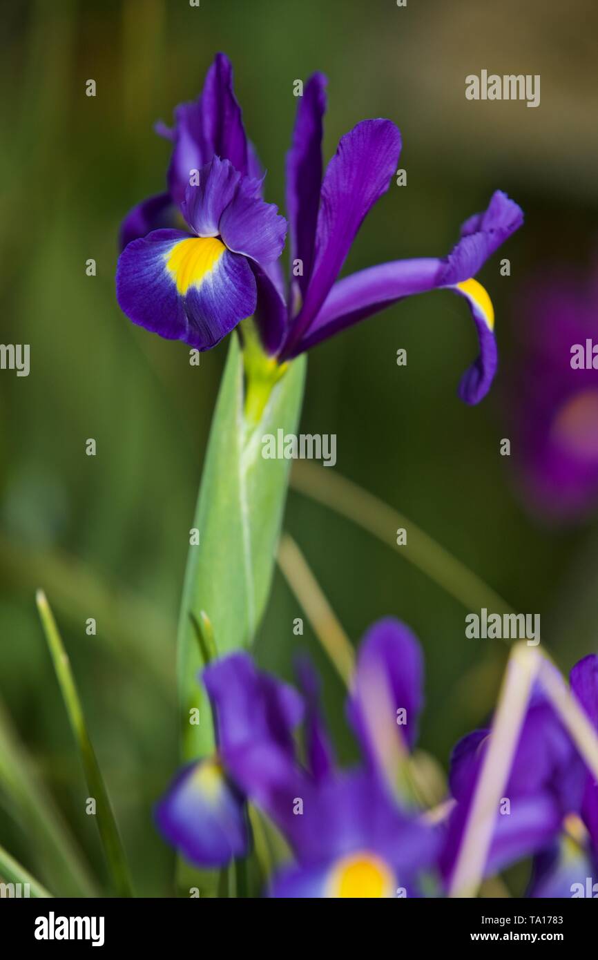 Iris Sapphire Beauty (Dutch Iris Stock Photo - Alamy