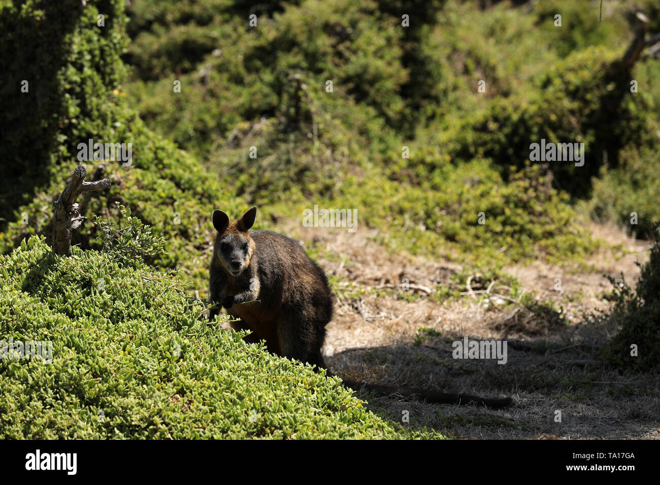 Kangaroo Wallaby in Australia, Victoria Stock Photo - Alamy