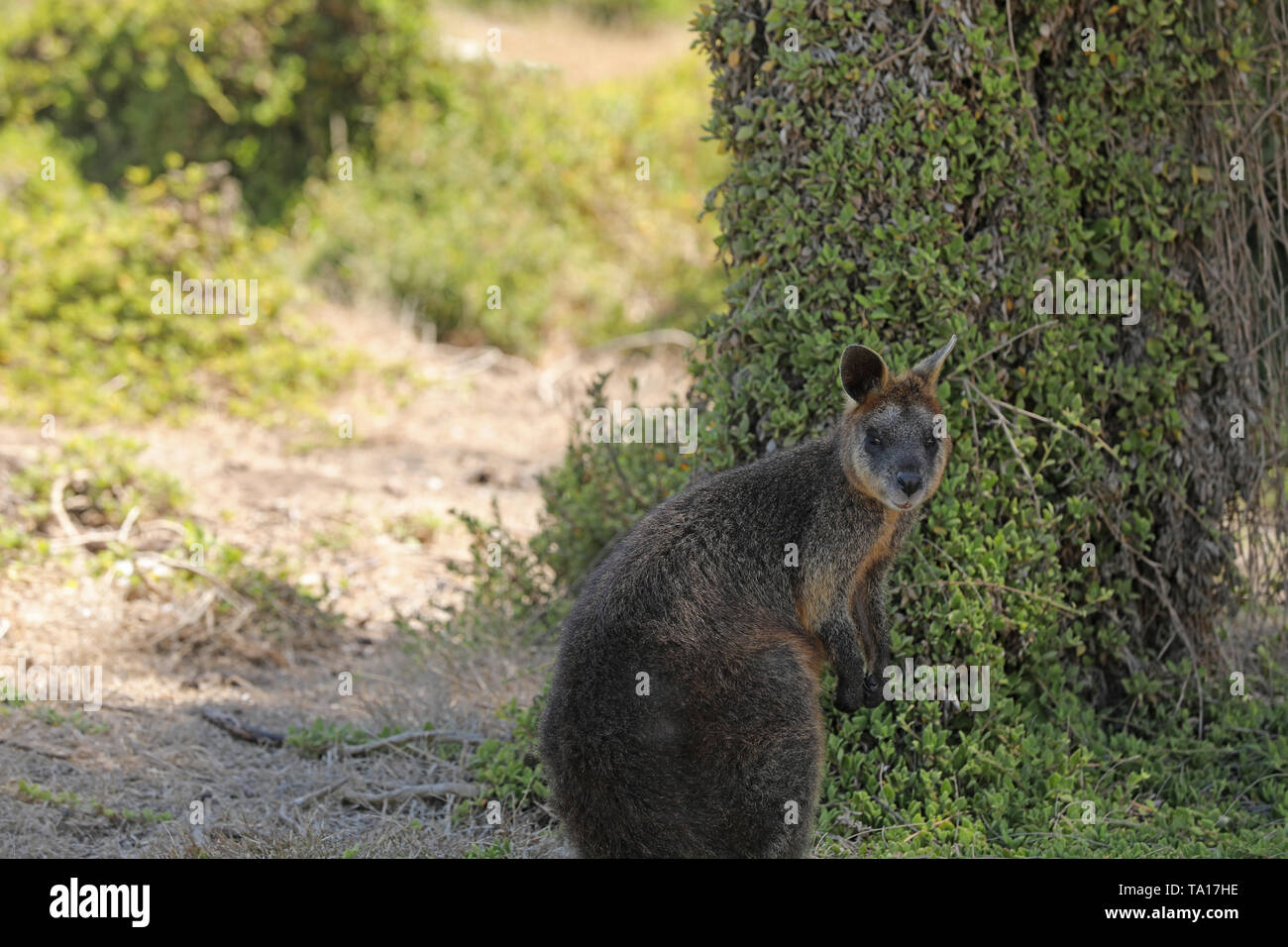 Kangaroo Wallaby in Australia, Victoria Stock Photo - Alamy