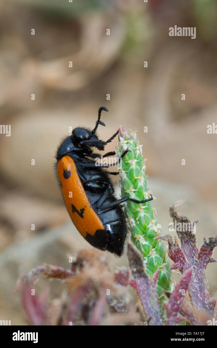 Ant beetle hi-res stock photography and images - Alamy