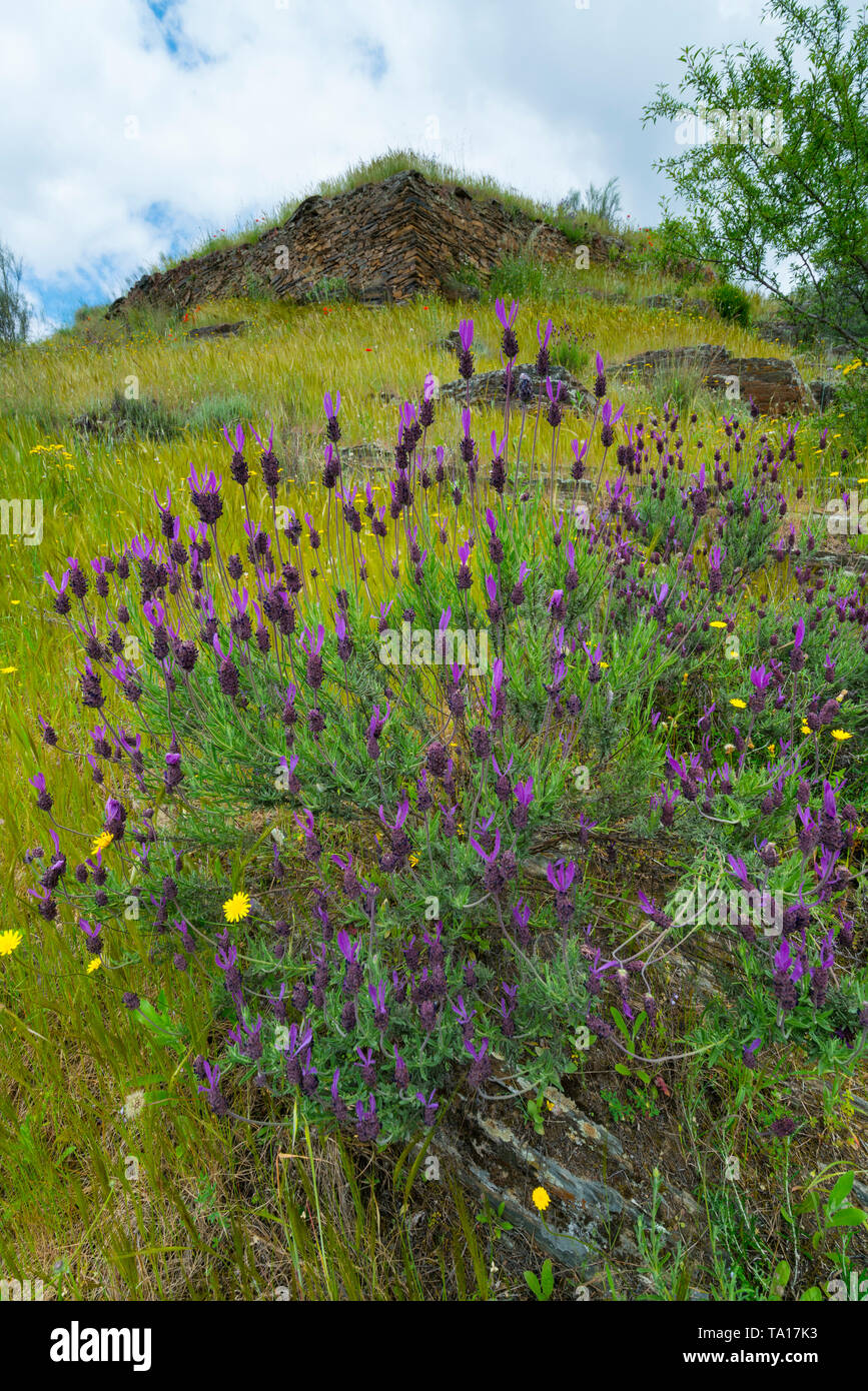 Bosque de lavanda hi-res stock photography and images - Alamy