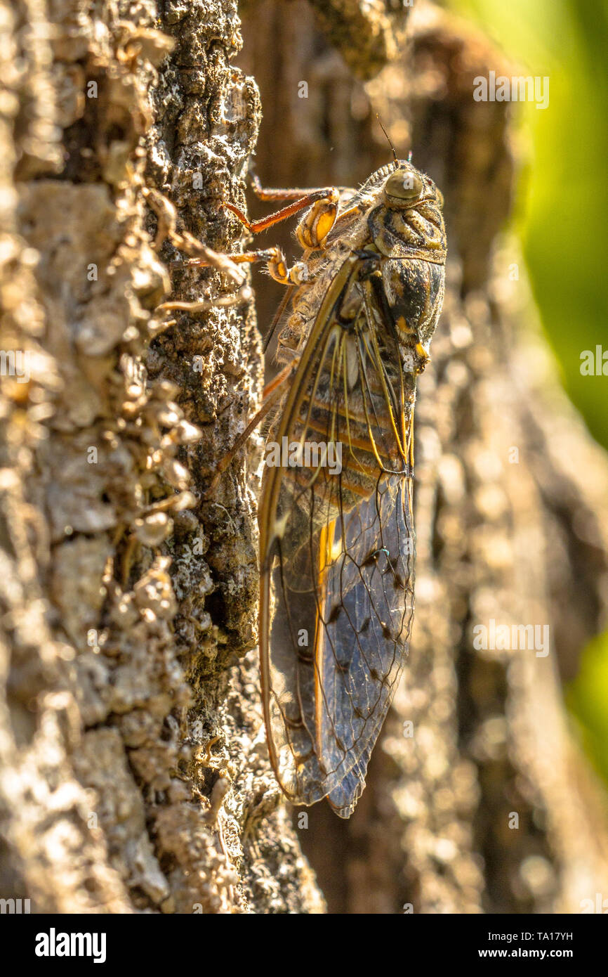 Cicada (Cicada orni) insect camouflaged on natural background Stock ...