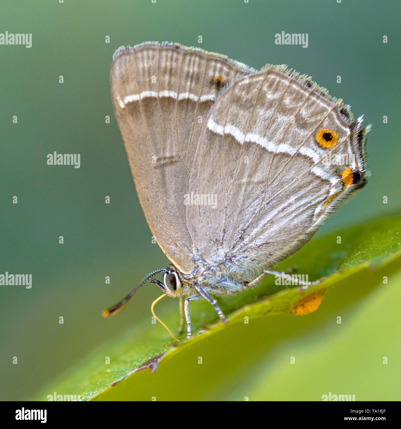 Purple hairstreak (Neozephyrus quercus) butterfly eating sugars on ...