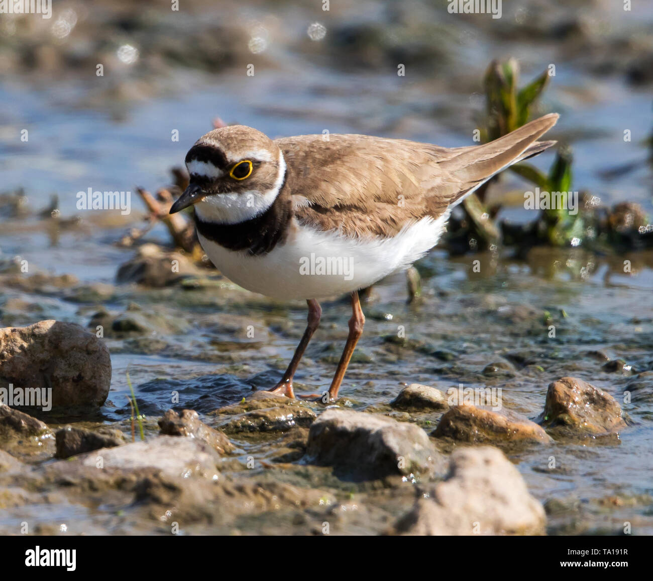 Female Little Ringed Plover in shallow water Stock Photo - Alamy