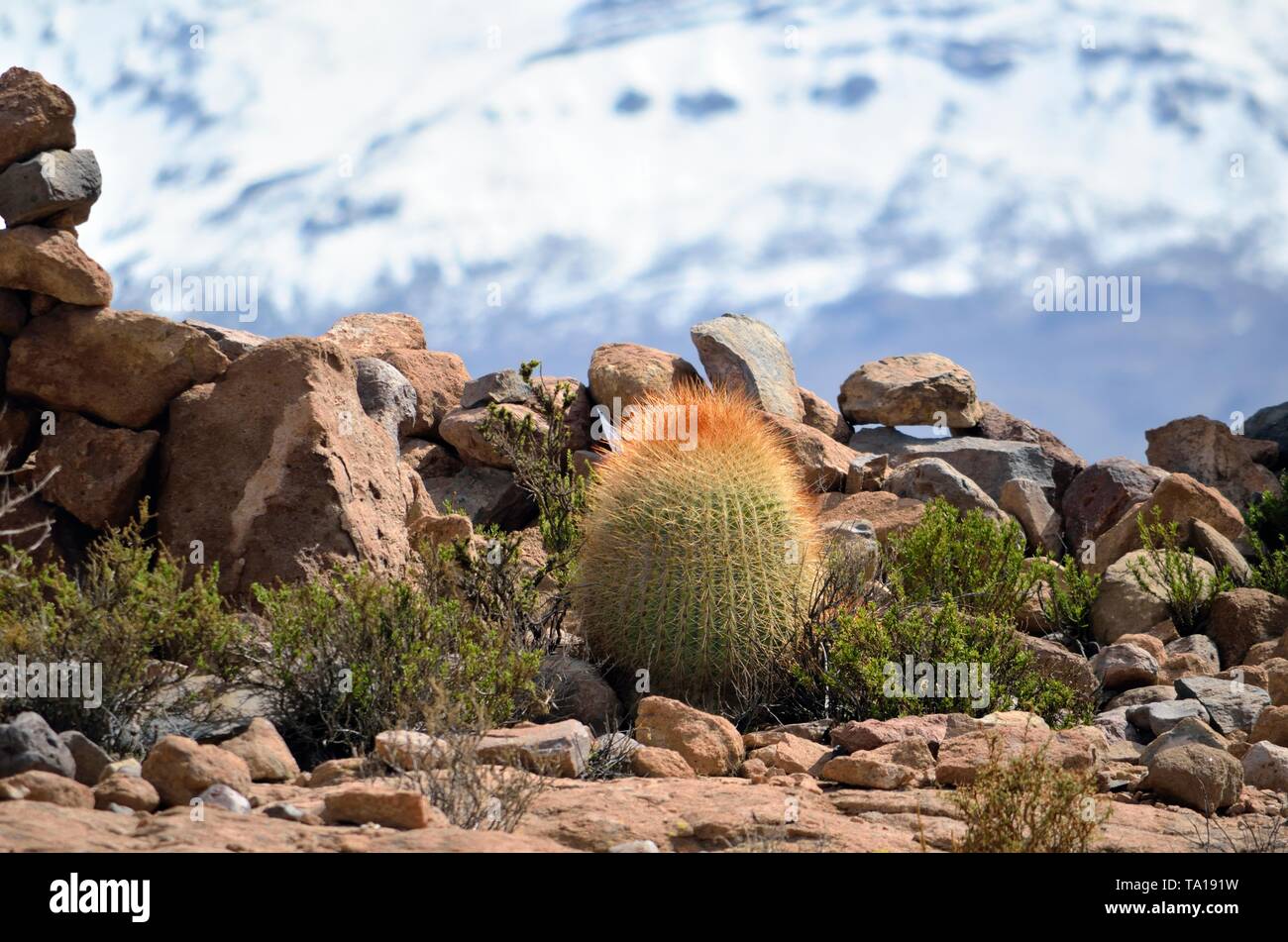 Cactus, Atacama Desert, Chile Stock Photo - Alamy