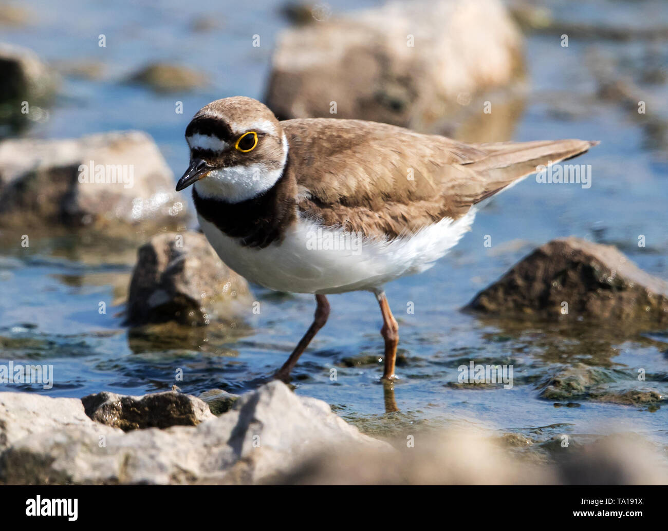 Female Little Ringed Plover in shallow water Stock Photo - Alamy