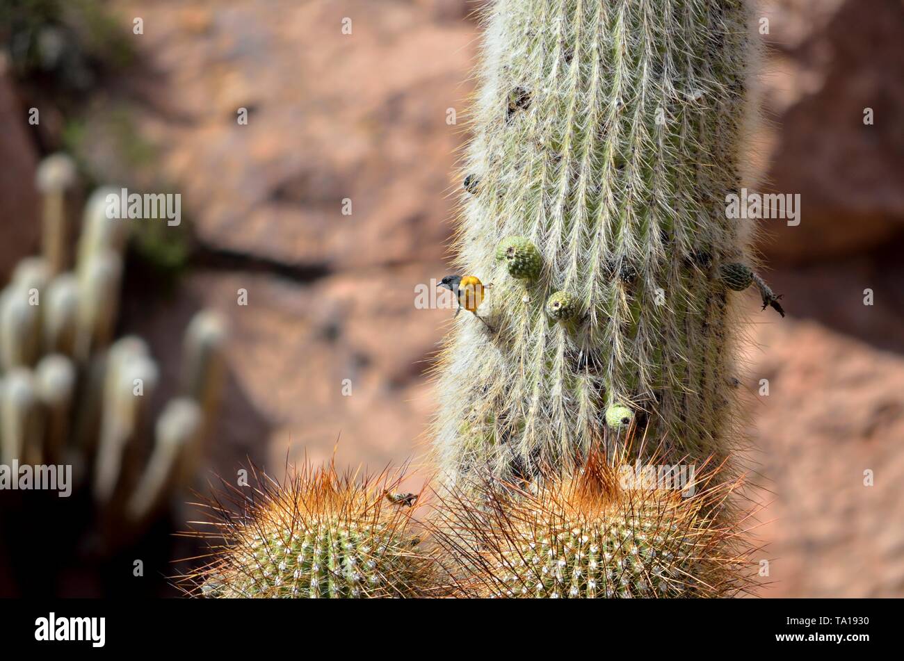 Bird on Cactus, Atacama Desert, Chile Stock Photo - Alamy