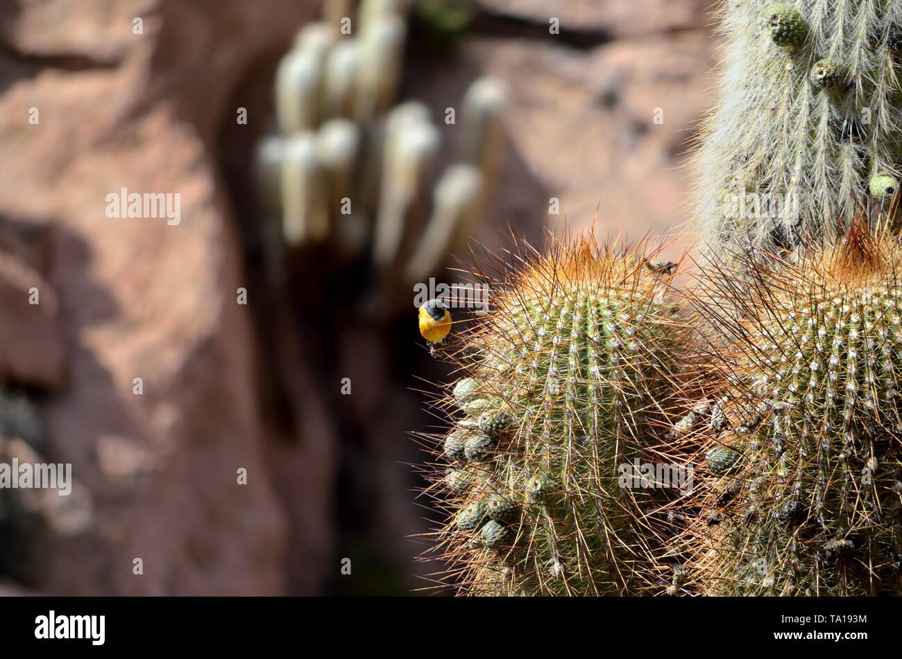 Bird on Cactus, Atacama Desert, Chile Stock Photo - Alamy